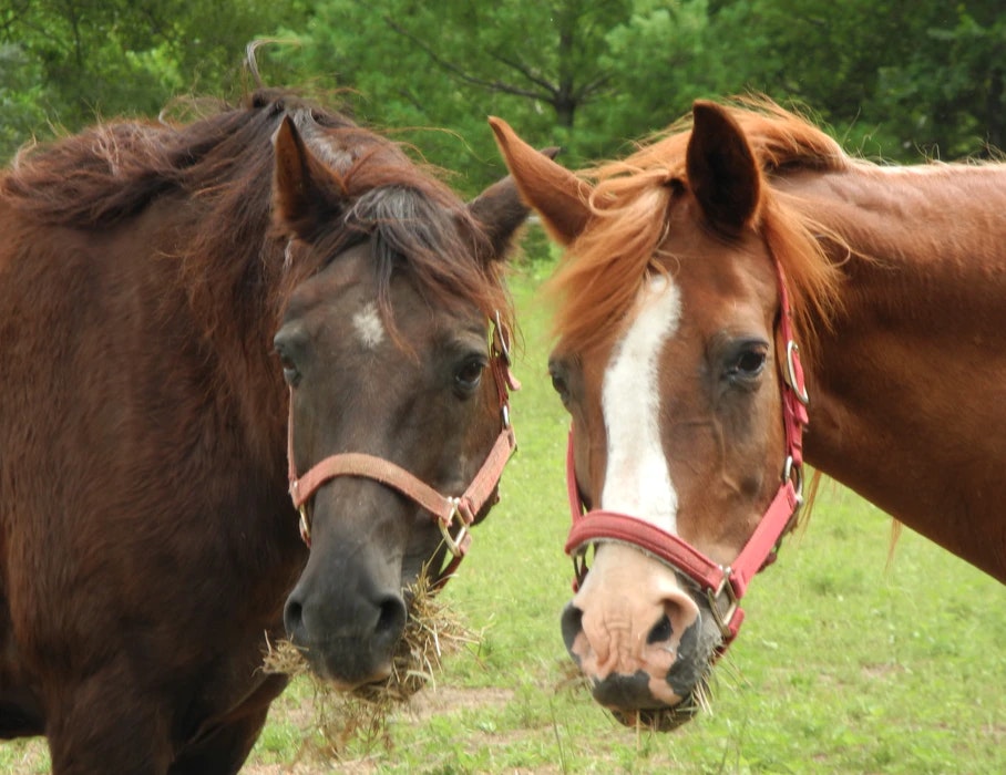 Intuitive Animal Communication - Wild About Wellness Community